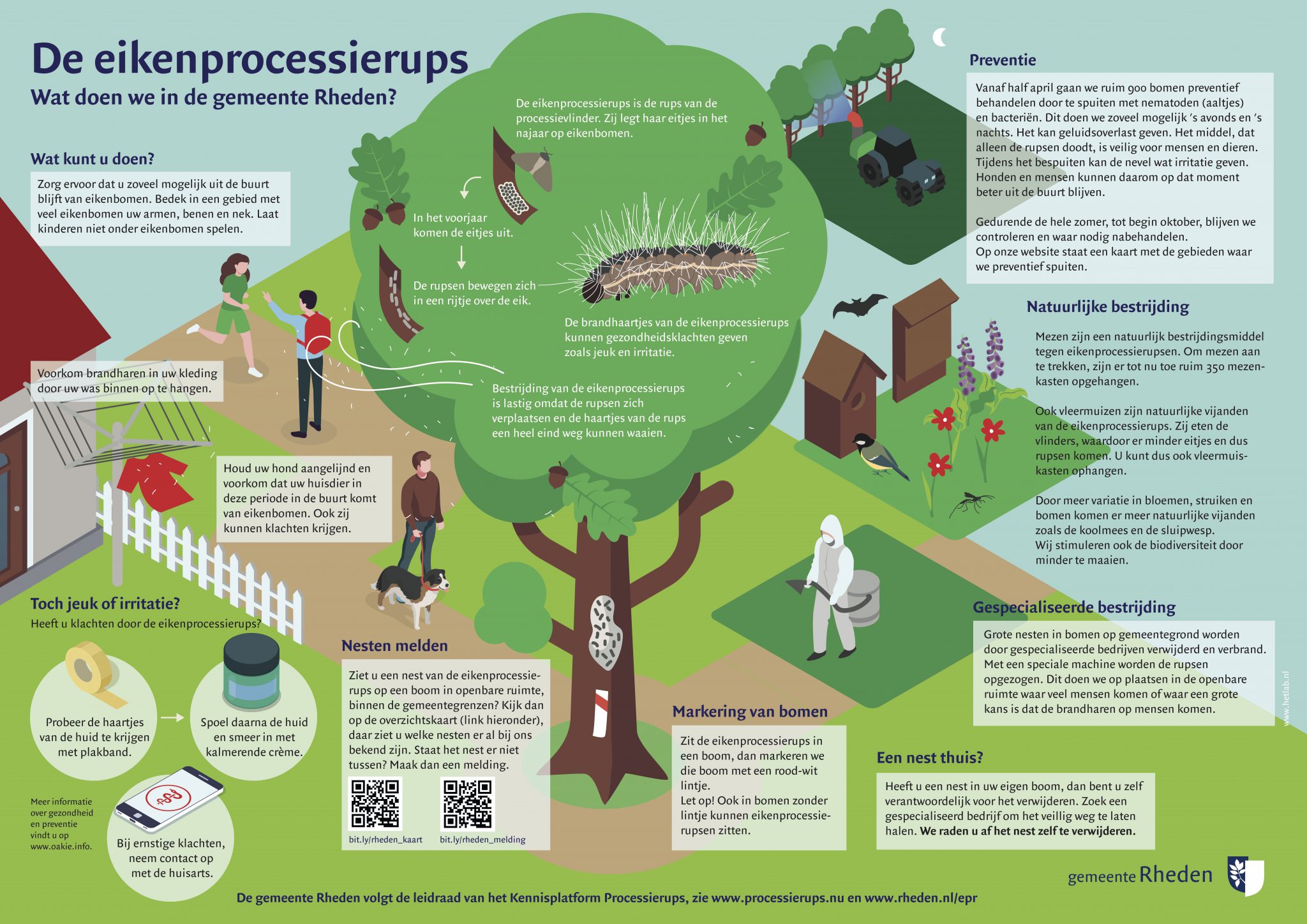 De eikenprocessierups in de gemeente Rheden – Laag Soeren